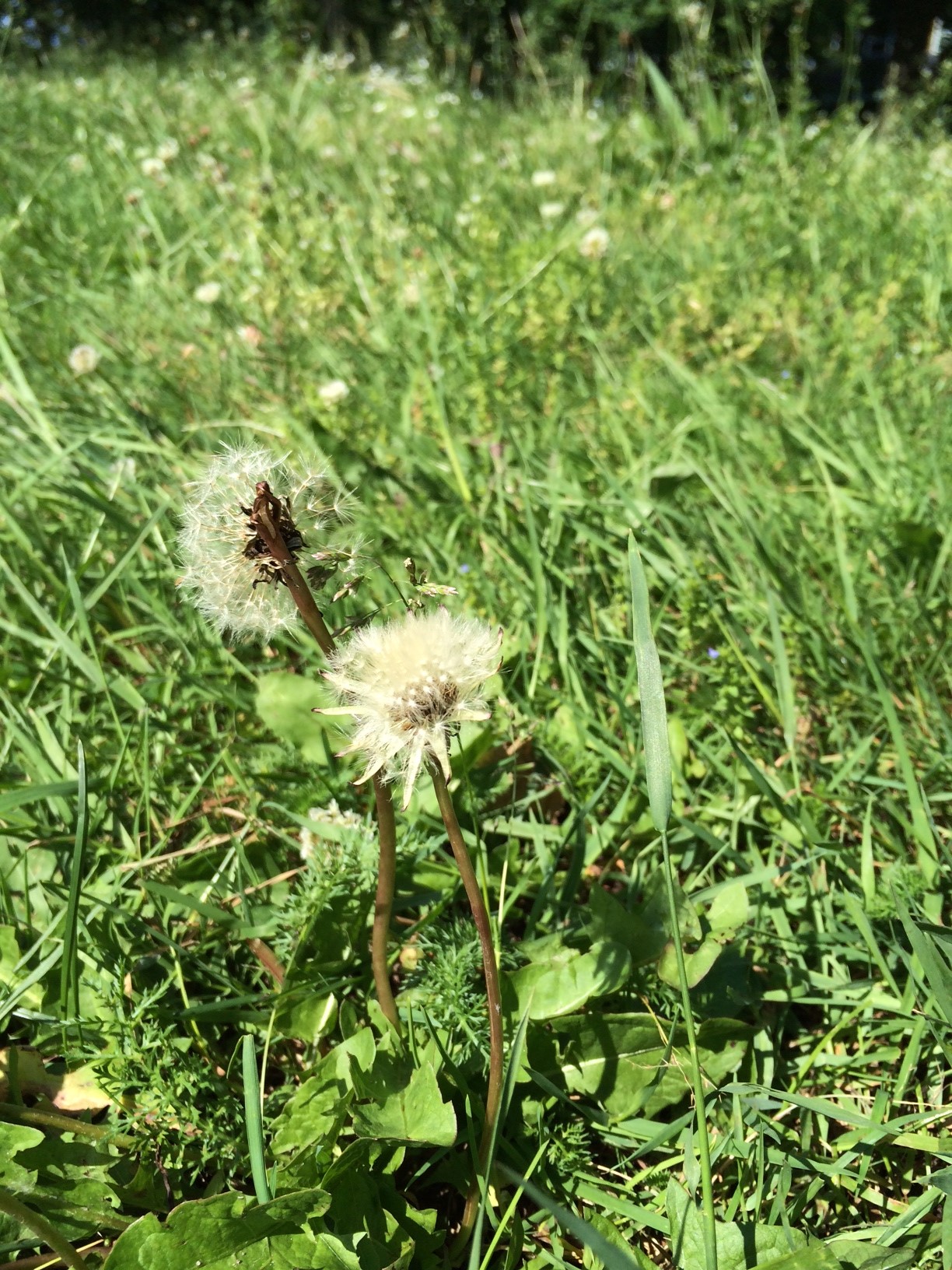 Stilvolle Unkraut Im Rasen Arten Bilder